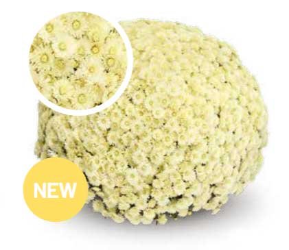 Chrysanthemum Garden Belgian Soul Sister White - Juniper Hill Greenhouses